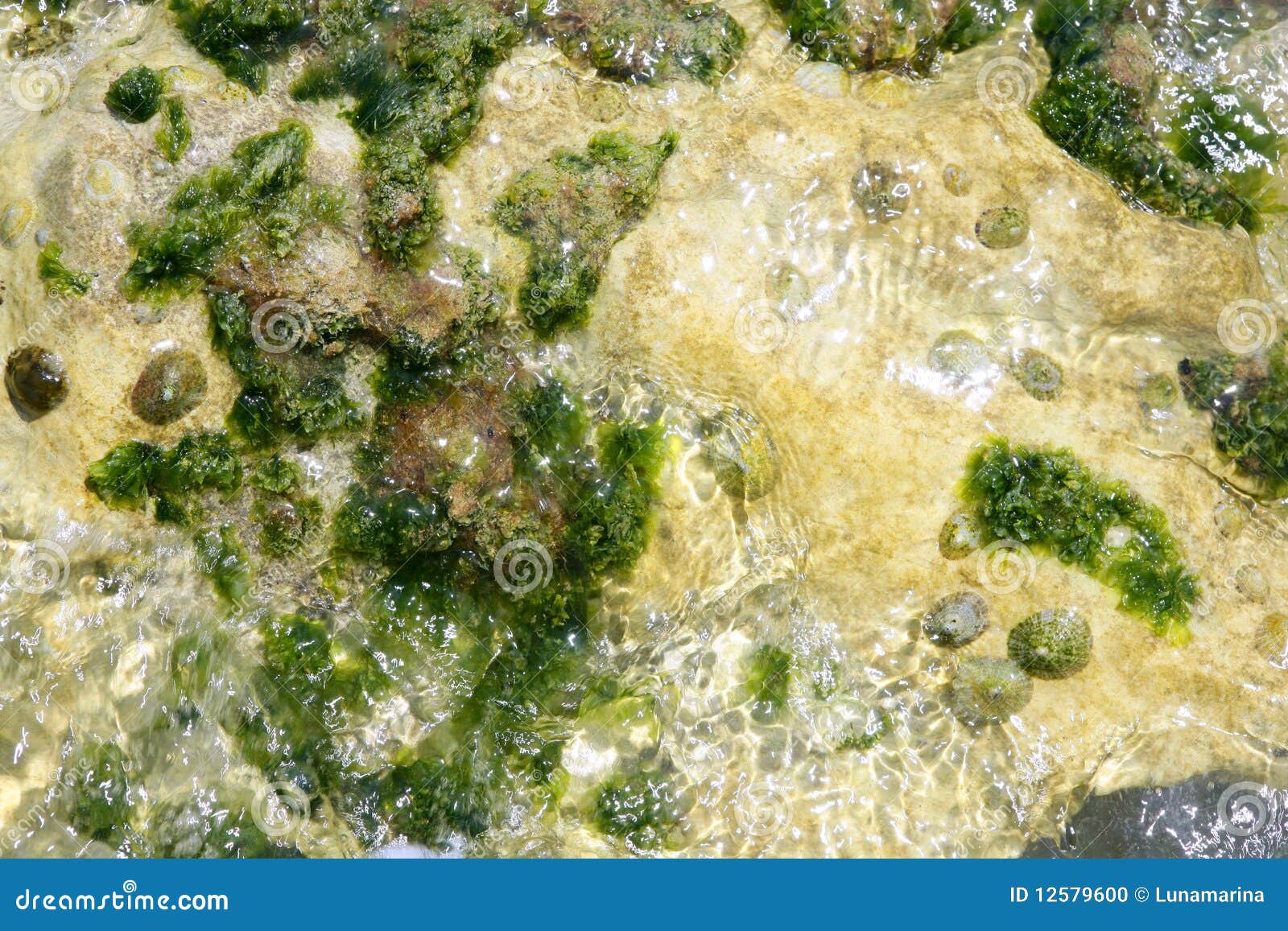 Algae from Mediterranean, Green Seaweed Stock Photo - Image of ...