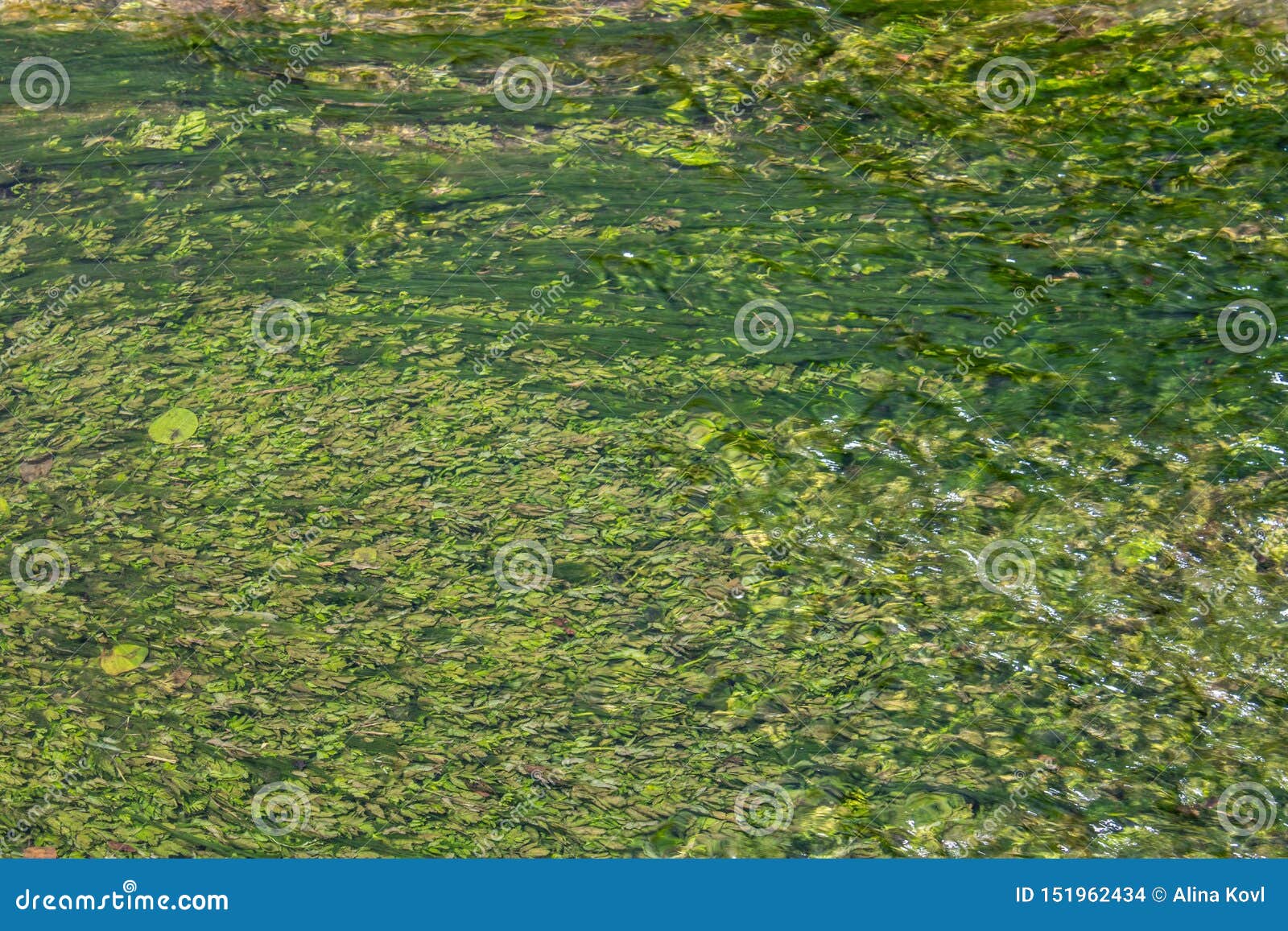 Algae in Mountain Stream Clear Water, Alga Texture Stock Photo - Image ...