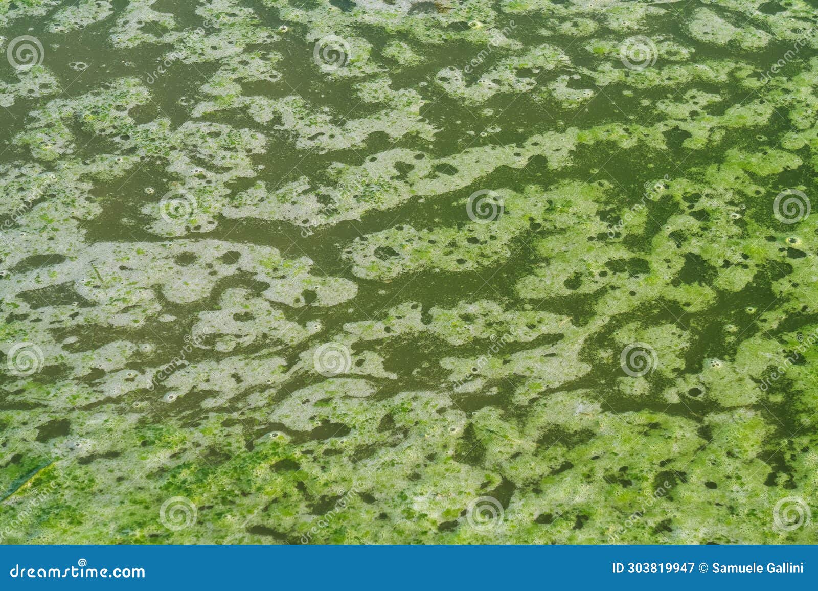 Algae Mucilage Ditch Puddle Water Float Green Nature Stock Image ...