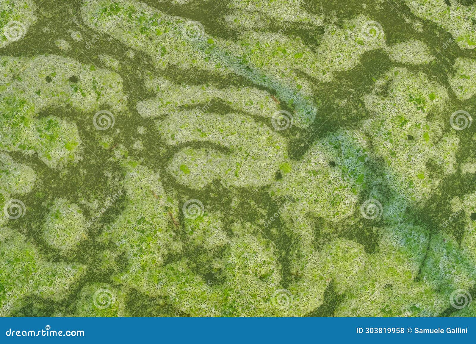 Algae Mucilage Ditch Puddle Water Float Green Nature Stock Photo ...