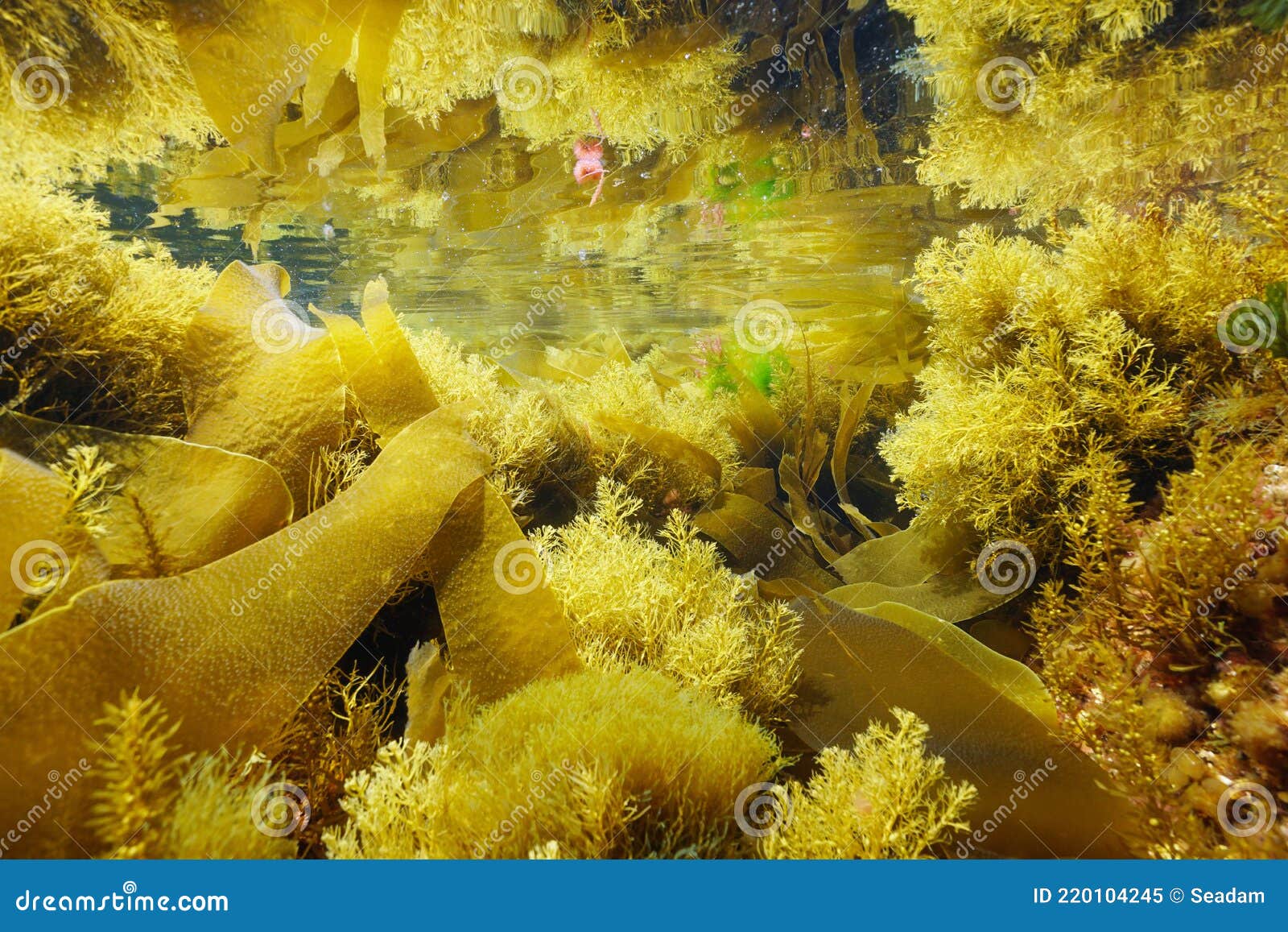 Algae in the Ocean Atlantic Galicia Spain Stock Image - Image of ...