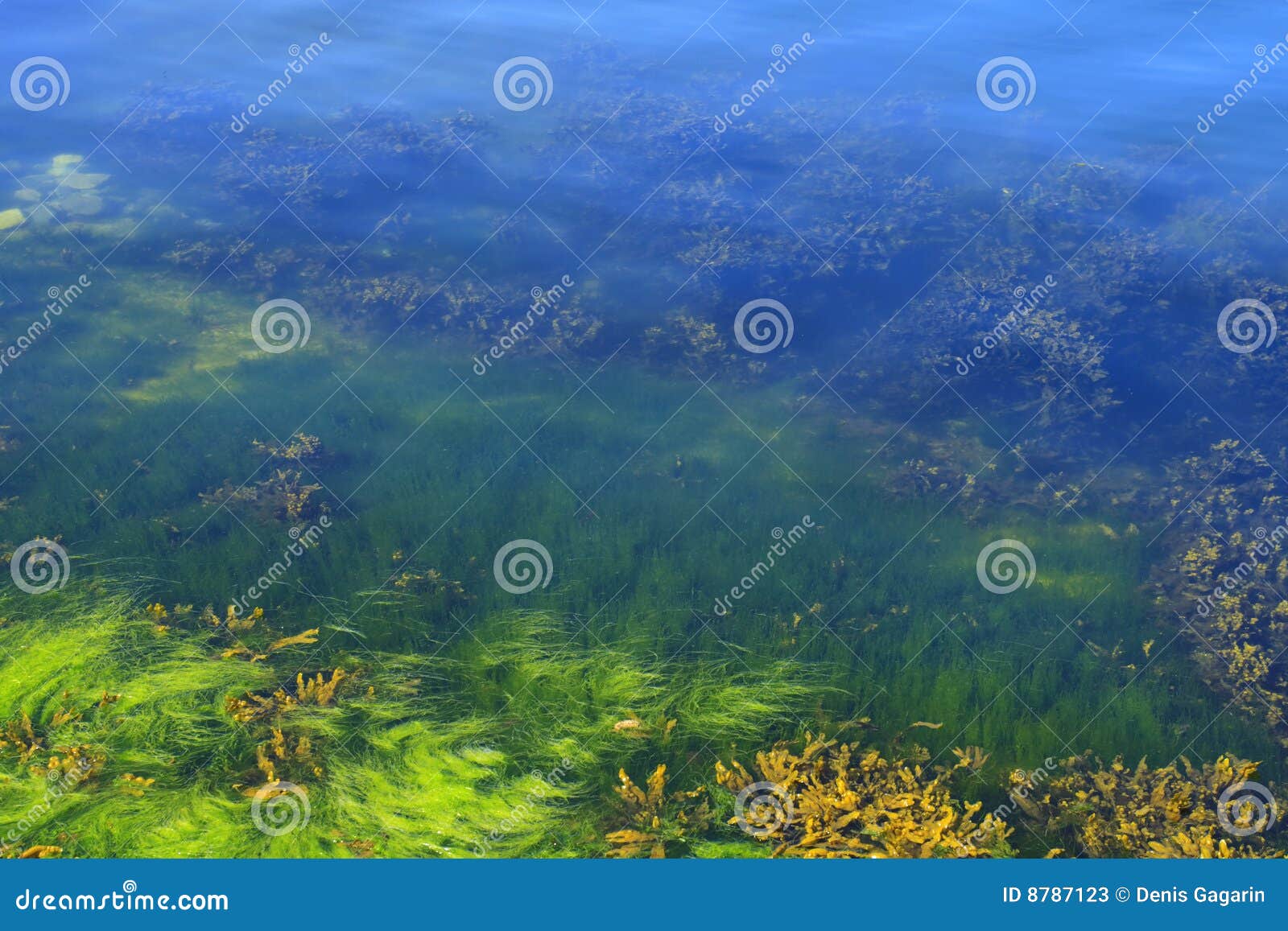 Algae in the ocean floor stock image. Image of elements - 8787123