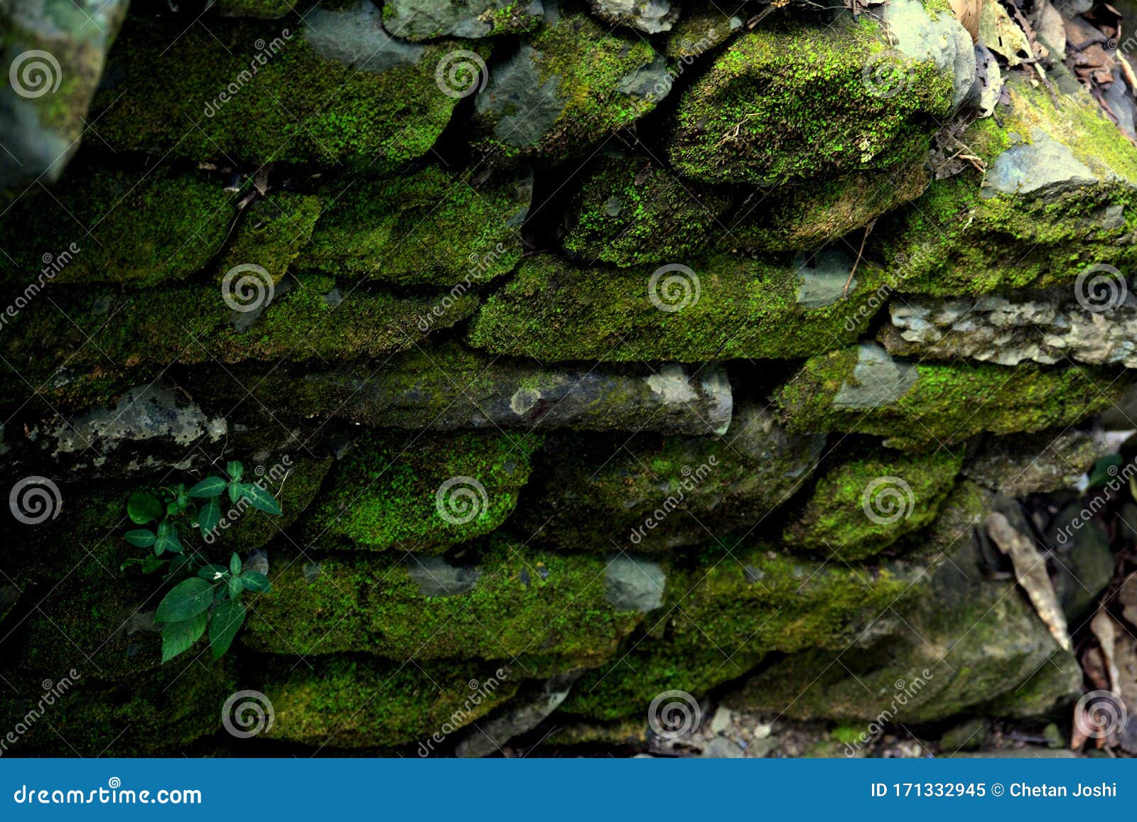 Algae on old wall stock image. Image of fall, alga, process - 171332945