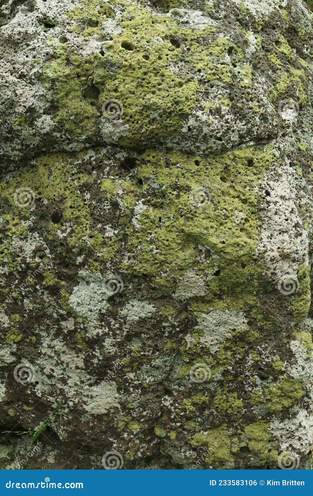 Algae and Other Plant Life on Rocks at a Lakes Edge Stock Photo - Image ...