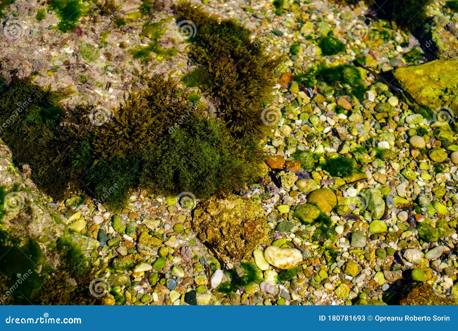 Algae and Other Plants on Rocks at the Bottom of the Lake Stock Image ...