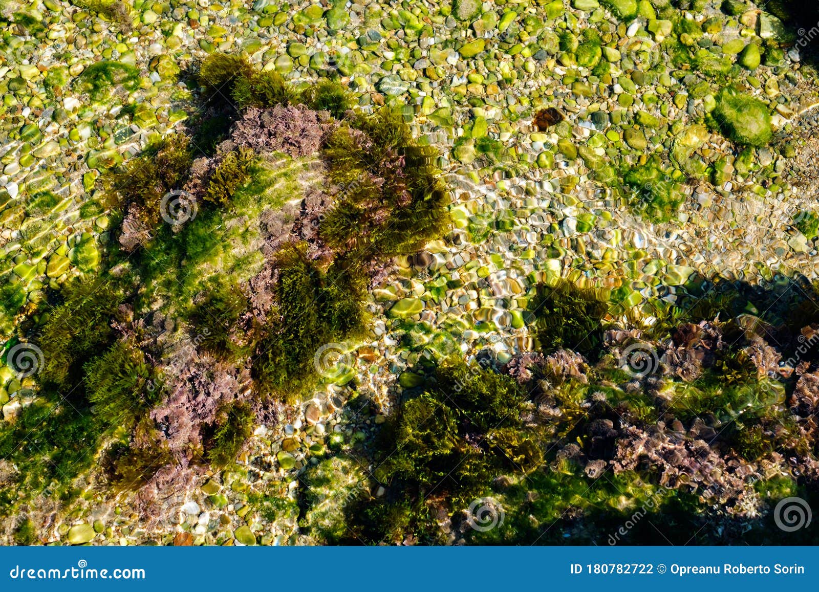 Algae and Other Plants on Rocks at the Bottom of the Lake Stock Photo ...