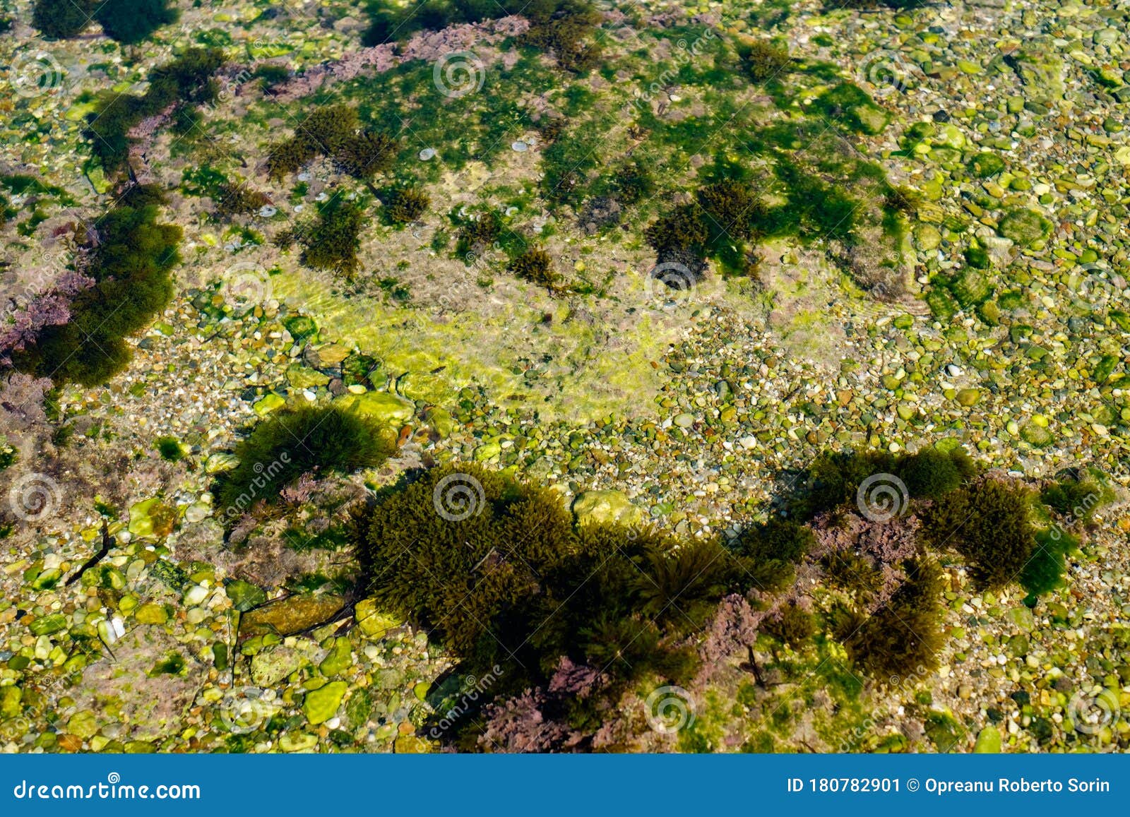 Algae and Other Plants on Rocks at the Bottom of the Lake Stock Image ...