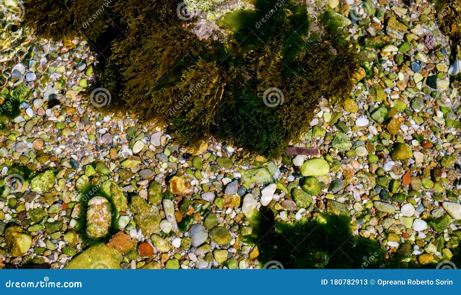 Algae and Other Plants on Rocks at the Bottom of the Lake Stock Image ...