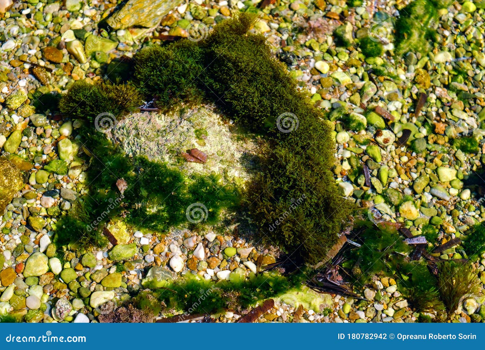 Algae and Other Plants on Rocks at the Bottom of the Lake Stock Photo ...
