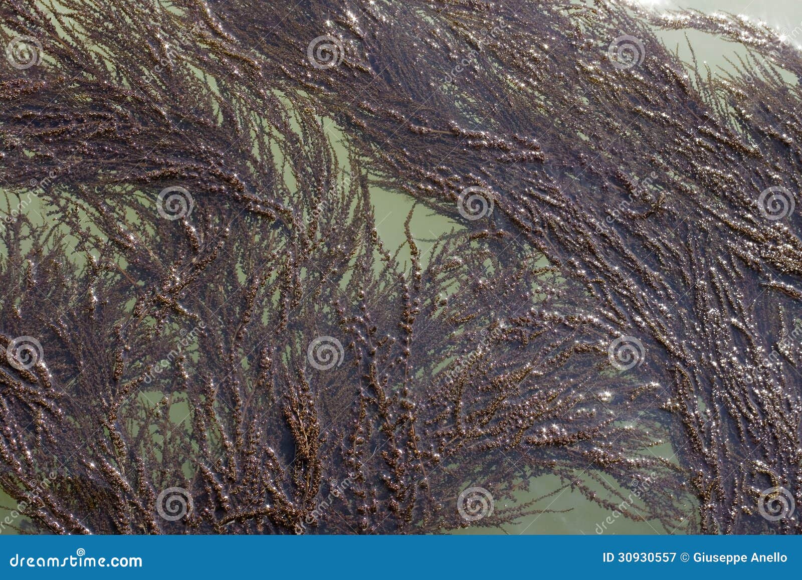Algae stock image. Image of canal, mucilage, water, scruff - 30930557