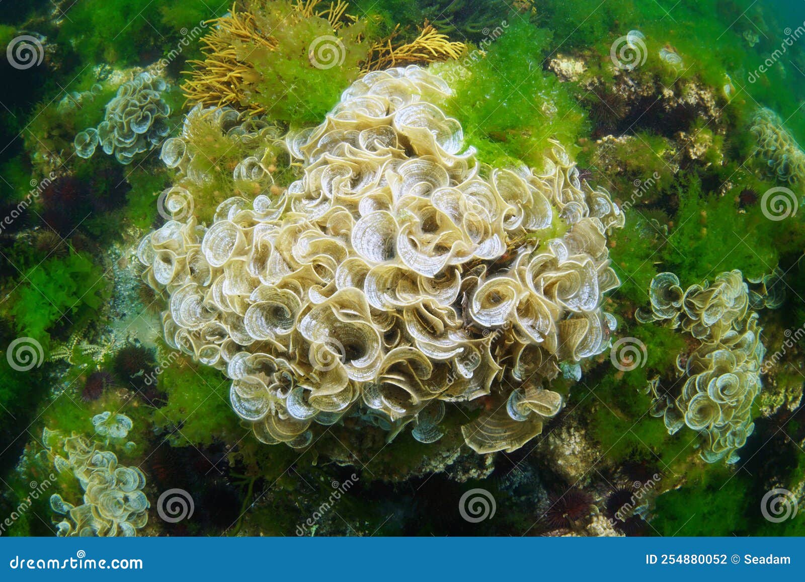 Algae Padina Pavonica Underwater in the Atlantic Ocean Stock Photo ...