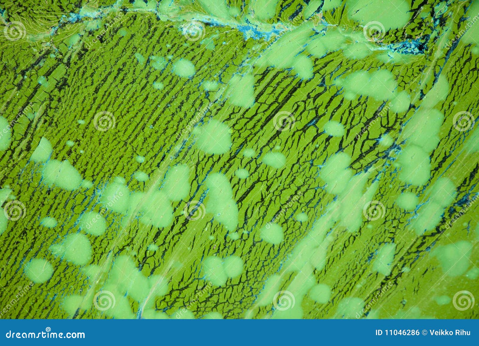 11,324 Algae Pattern Stock Photos - Free & Royalty-Free Stock Photos ...