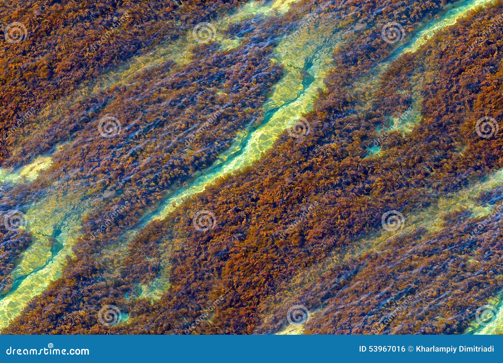 Algae pattern for textures stock photo. Image of algae - 53967016