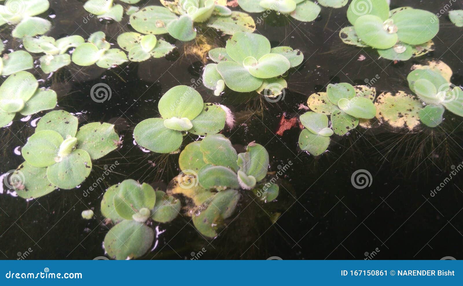 Algae plant leaf stock image. Image of leaf, lotus, eating - 167150861
