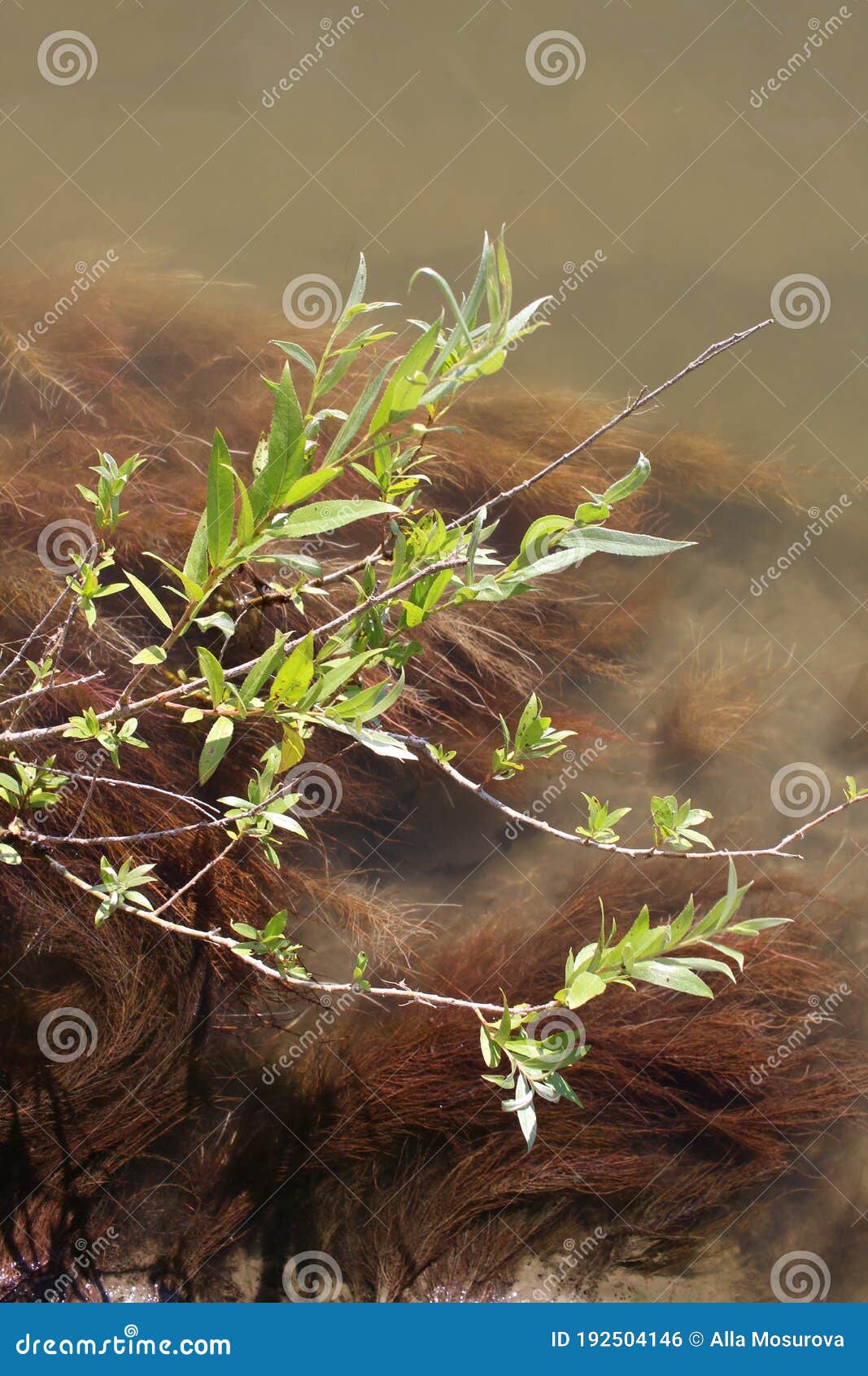 Algae Plants in Muddy River Water with Roots in Sand Stock Photo ...
