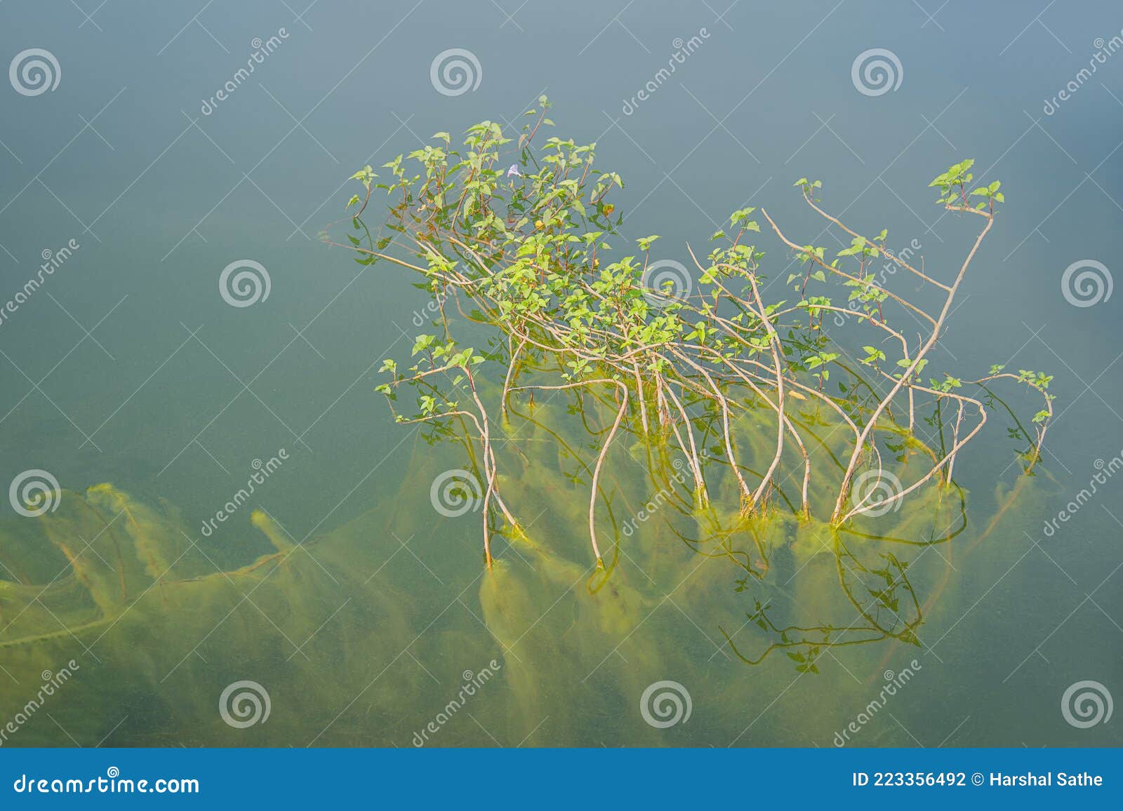 Algae and Plants in the Water Stock Photo - Image of nature, river ...