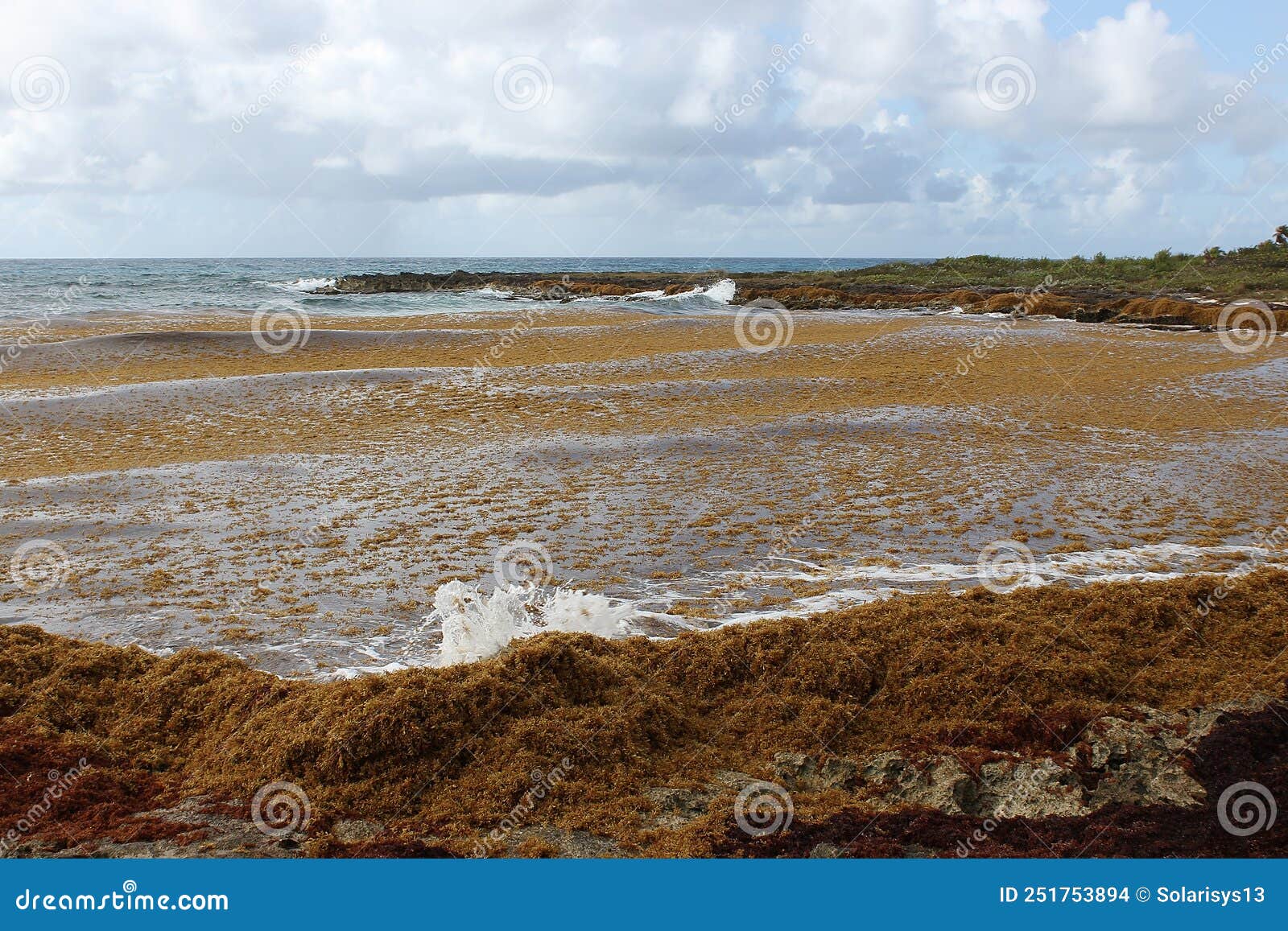 Algae Pollute at Beach in Mexico. Bunch of Seaweed Washed Ashore. Stock ...