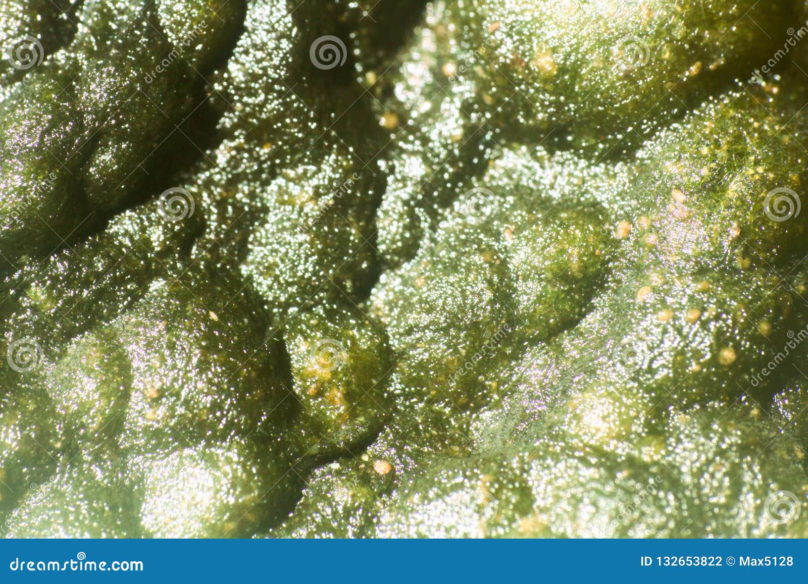 Diatom And Water Microorganisms Under The Microscope Stock Photography ...