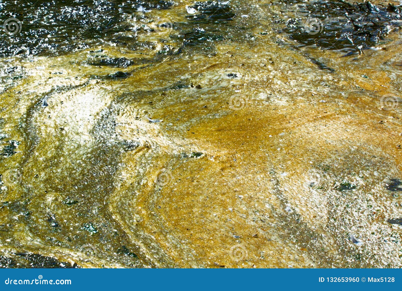 Diatom And Water Microorganisms Under The Microscope Stock Photography ...