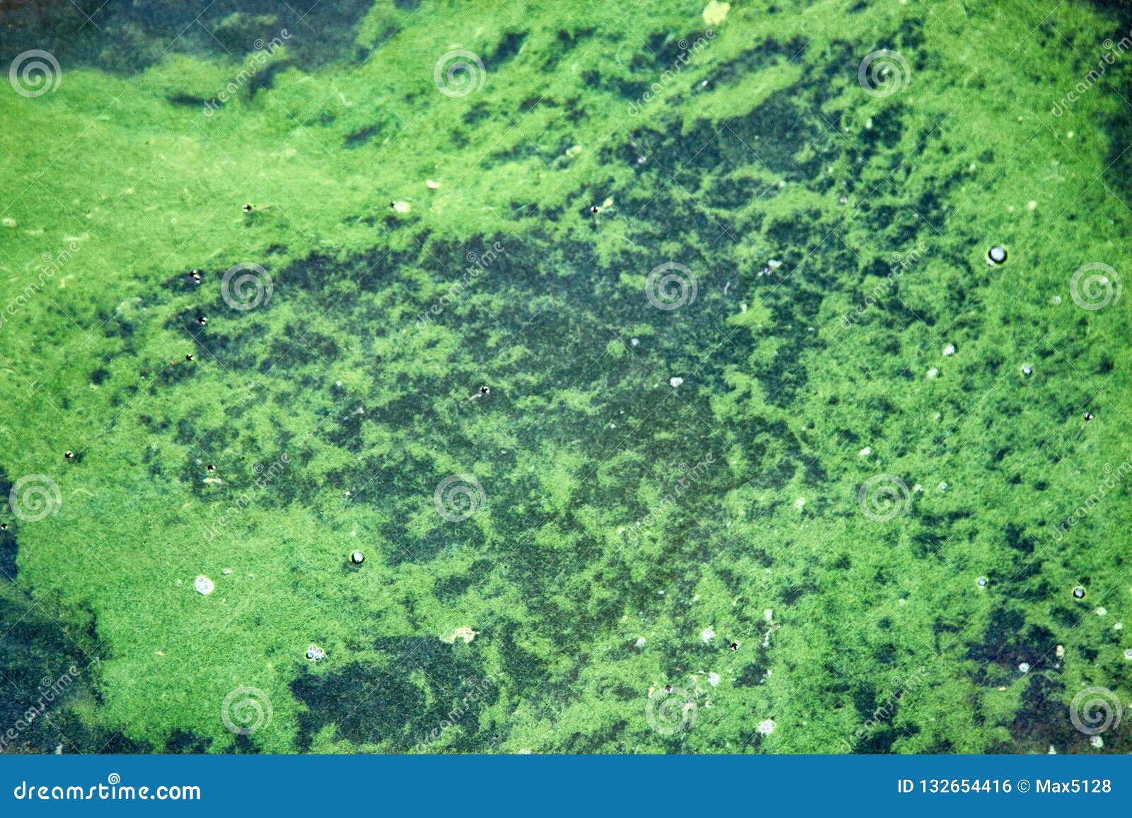 Algae Polluted Water ( Green Scum) Stock Photography | CartoonDealer ...