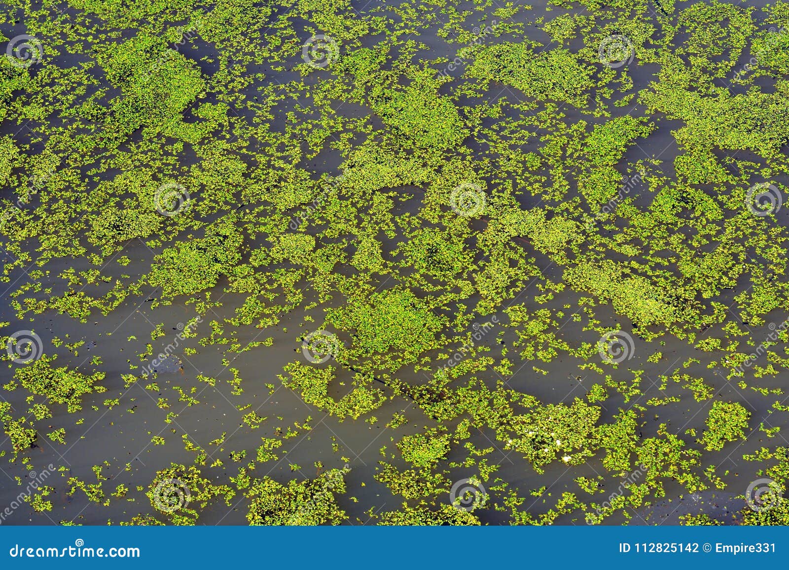 Algae stock photo. Image of plant, marine, texture, bubble - 112825142