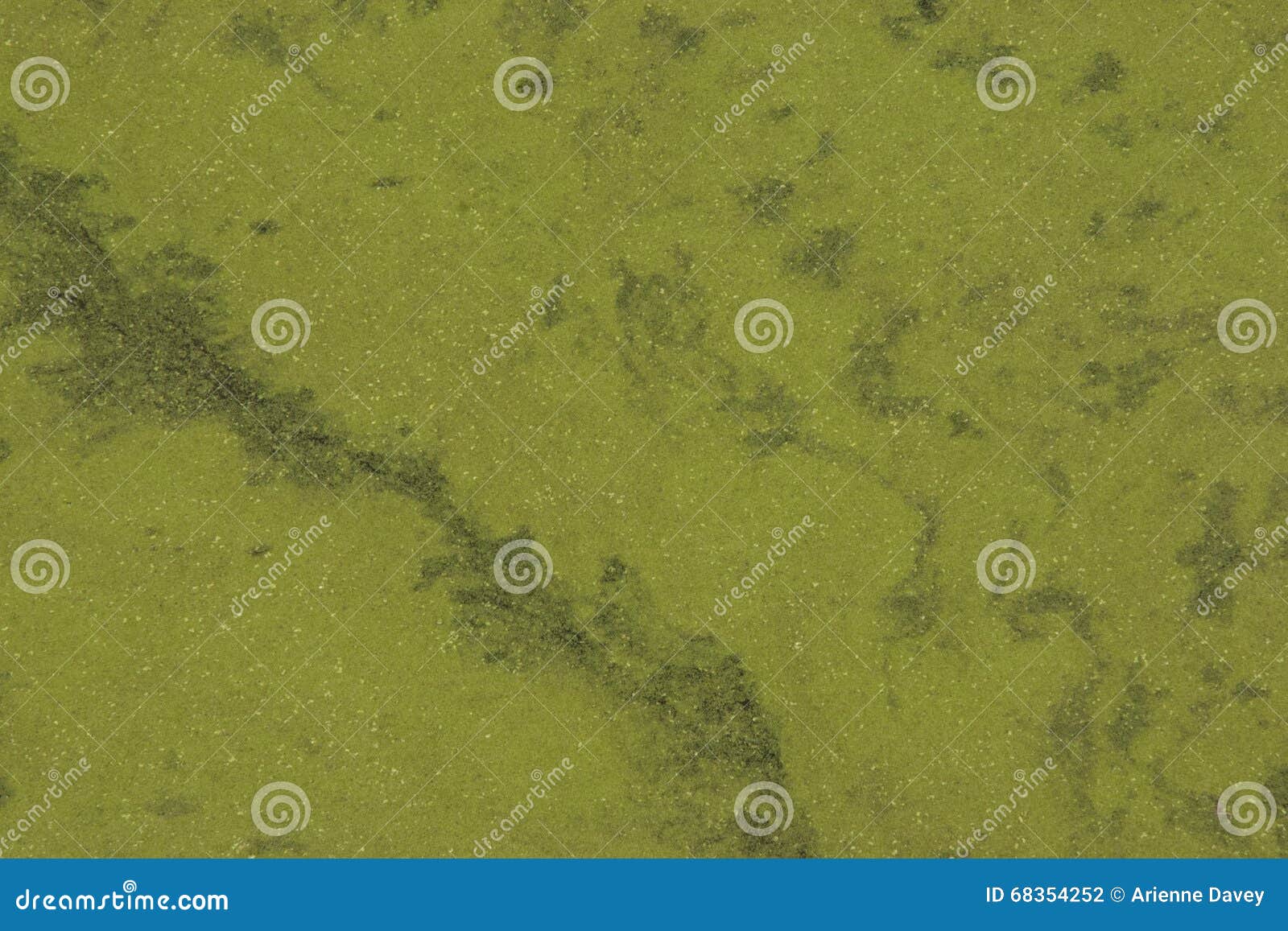 Algae on a Pond stock photo. Image of texture, scum, brackish - 68354252