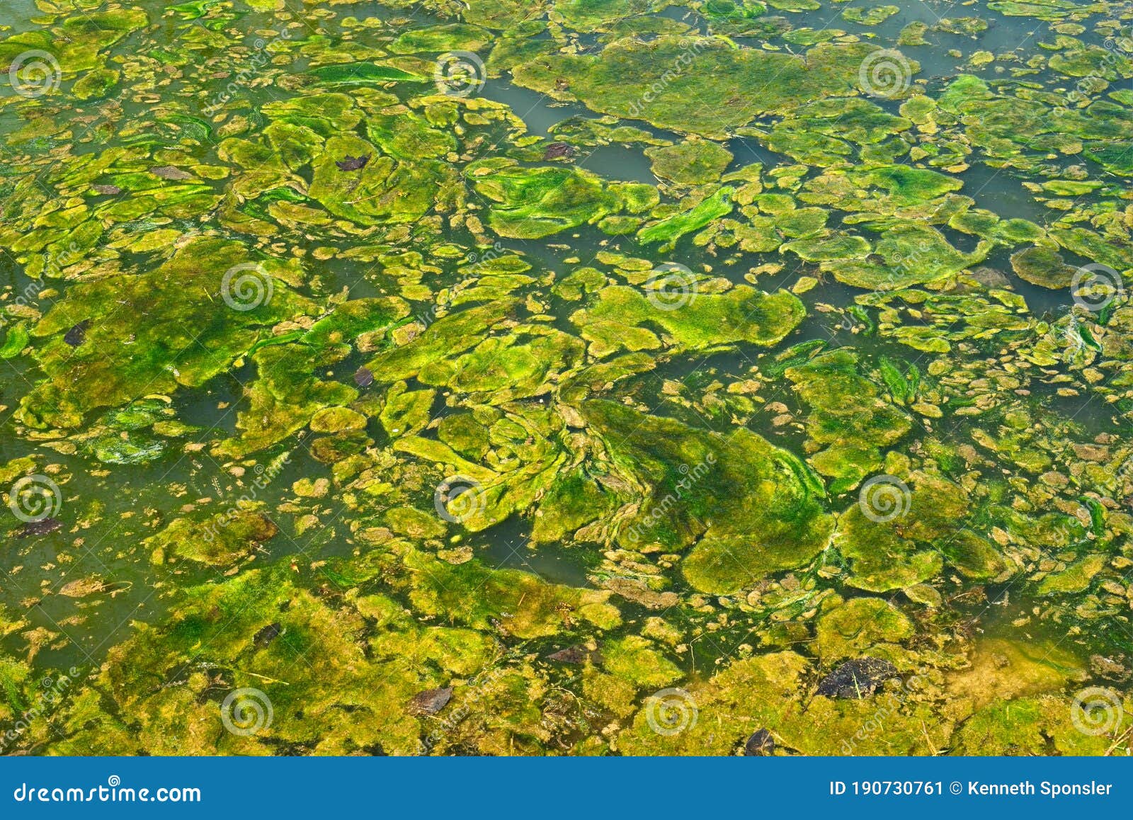 Algae Patterns on Pond Surfacae Stock Image - Image of floating, mosaic ...