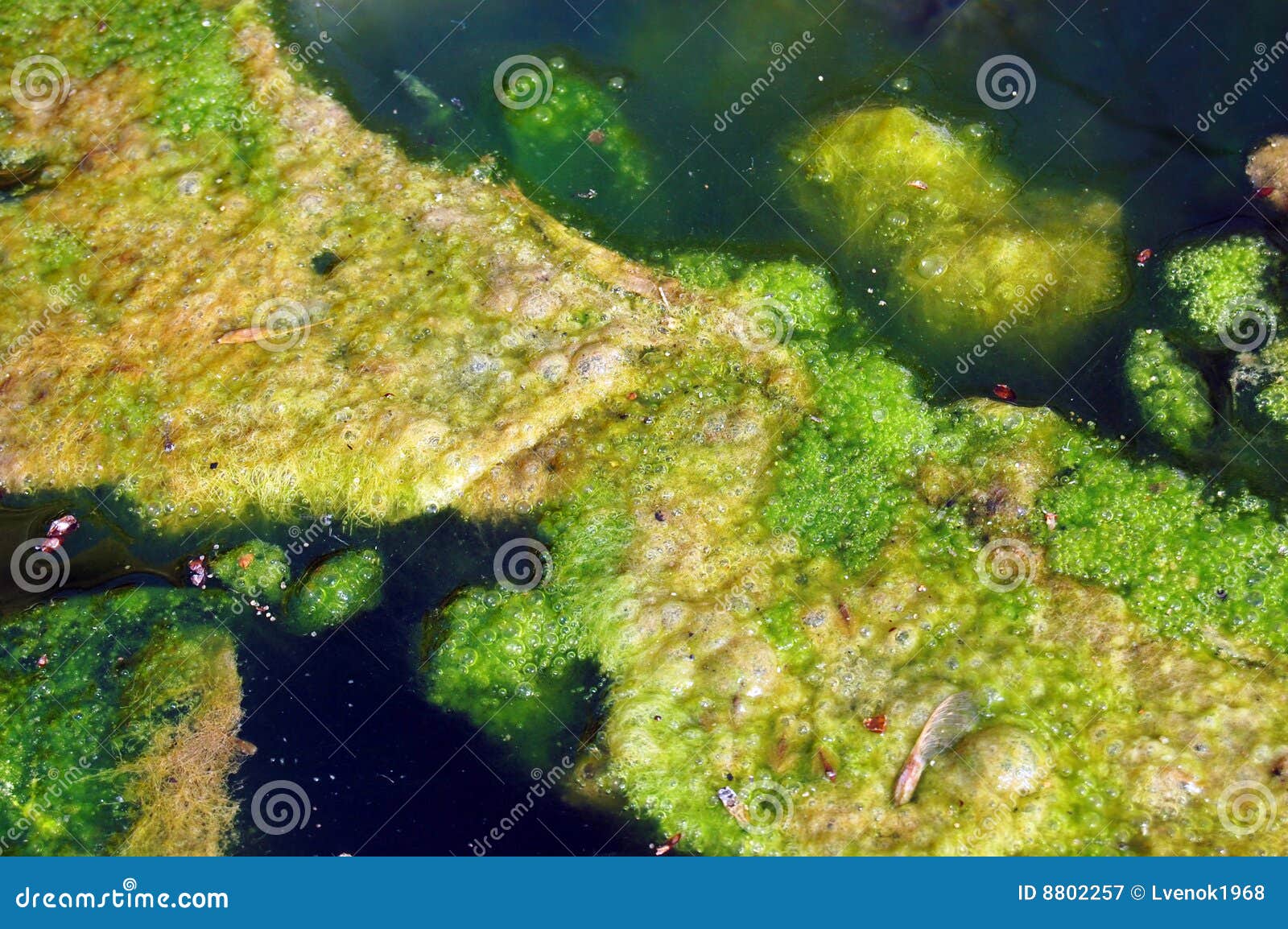 Algae and pond scum stock image. Image of foam, water - 8802257