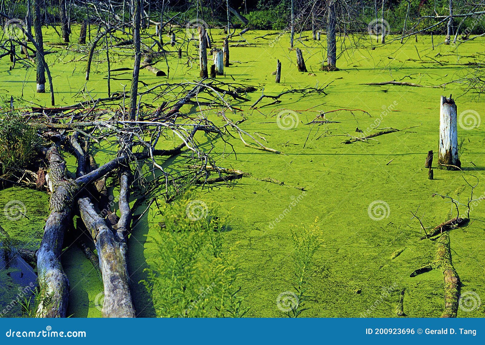 Algae or Pond Scum 33192 stock photo. Image of green - 200923696