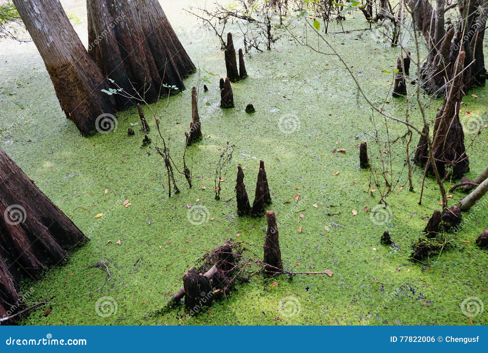 Algae and pond stock photo. Image of feeding, blue, pond - 77822006