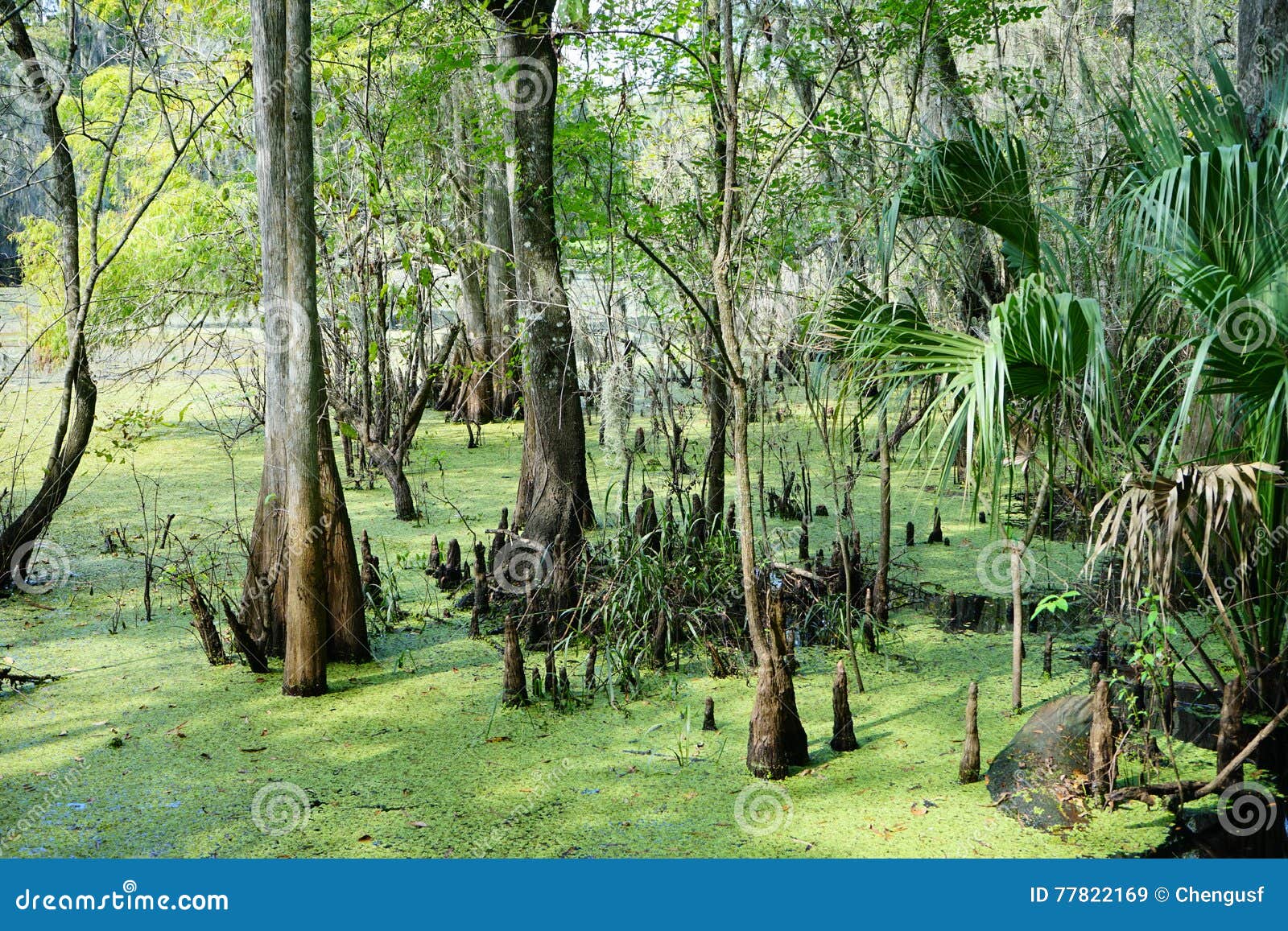 Algae and pond stock image. Image of parkway, alligator - 77822169