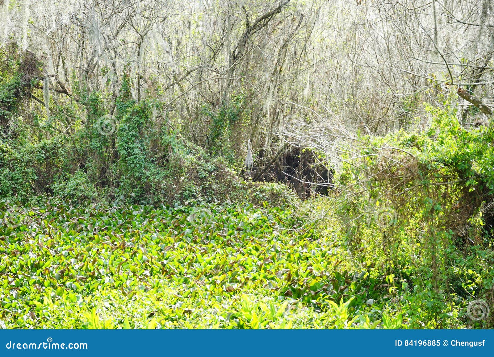 Algae and pond stock image. Image of enjoy, resort, lettuce - 84196885