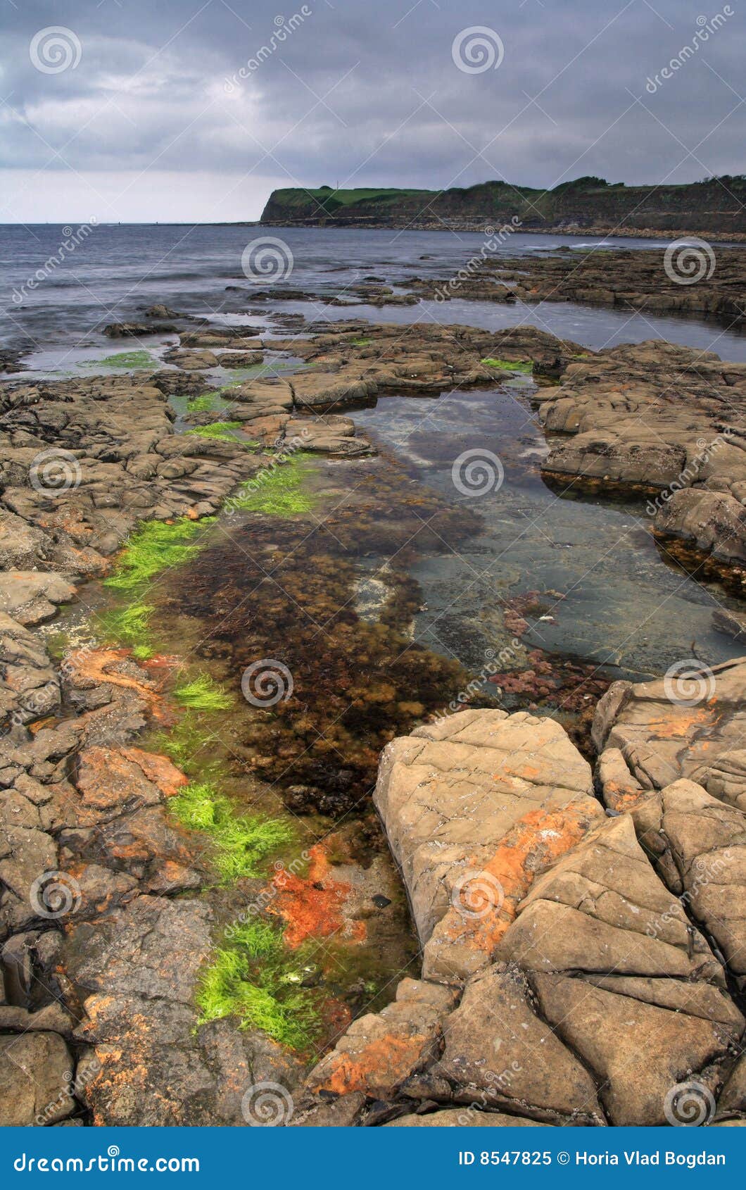 Algae Puddle at Kimmeridge - Dorset, England Stock Image - Image of ...