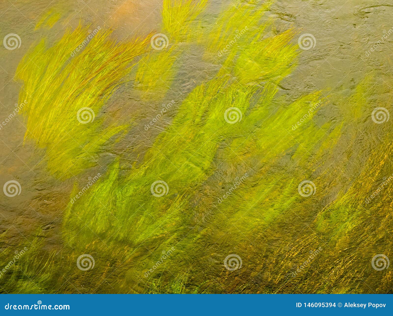 Long Green Algae in the River. Stock Photo - Image of algae, color ...