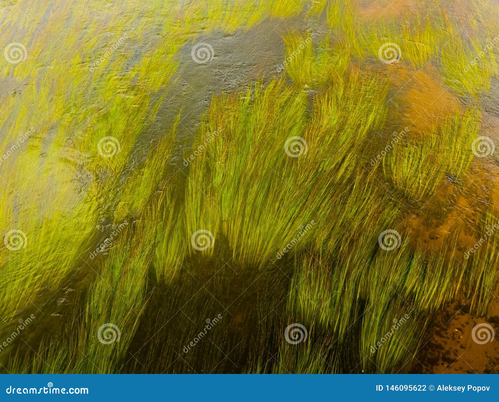 Long Green Algae in the River. Stock Photo - Image of nature, aquatic ...