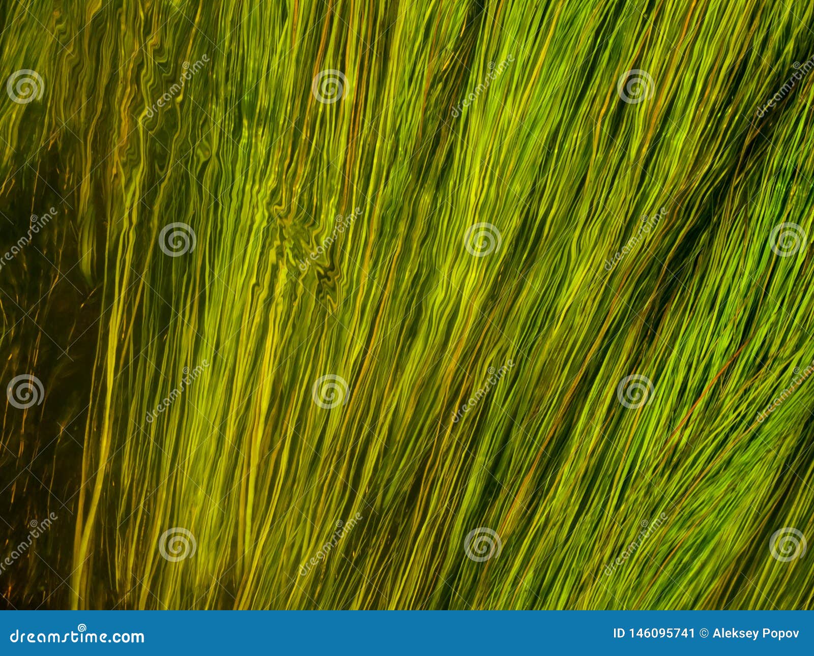 Long Green Algae in the River. Stock Image - Image of habitat, lake ...