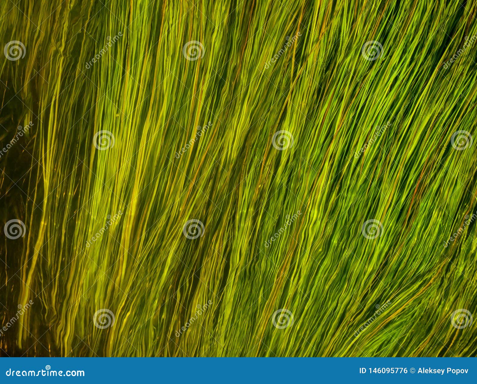 Long Green Algae in the River. Stock Photo - Image of flow, long: 146095776