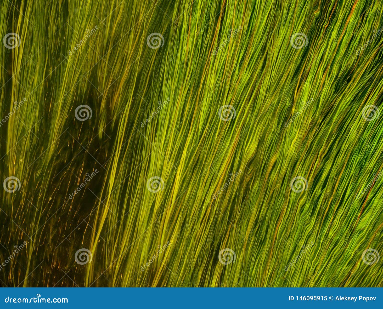Long Green Algae in the River. Stock Image - Image of color, nature ...