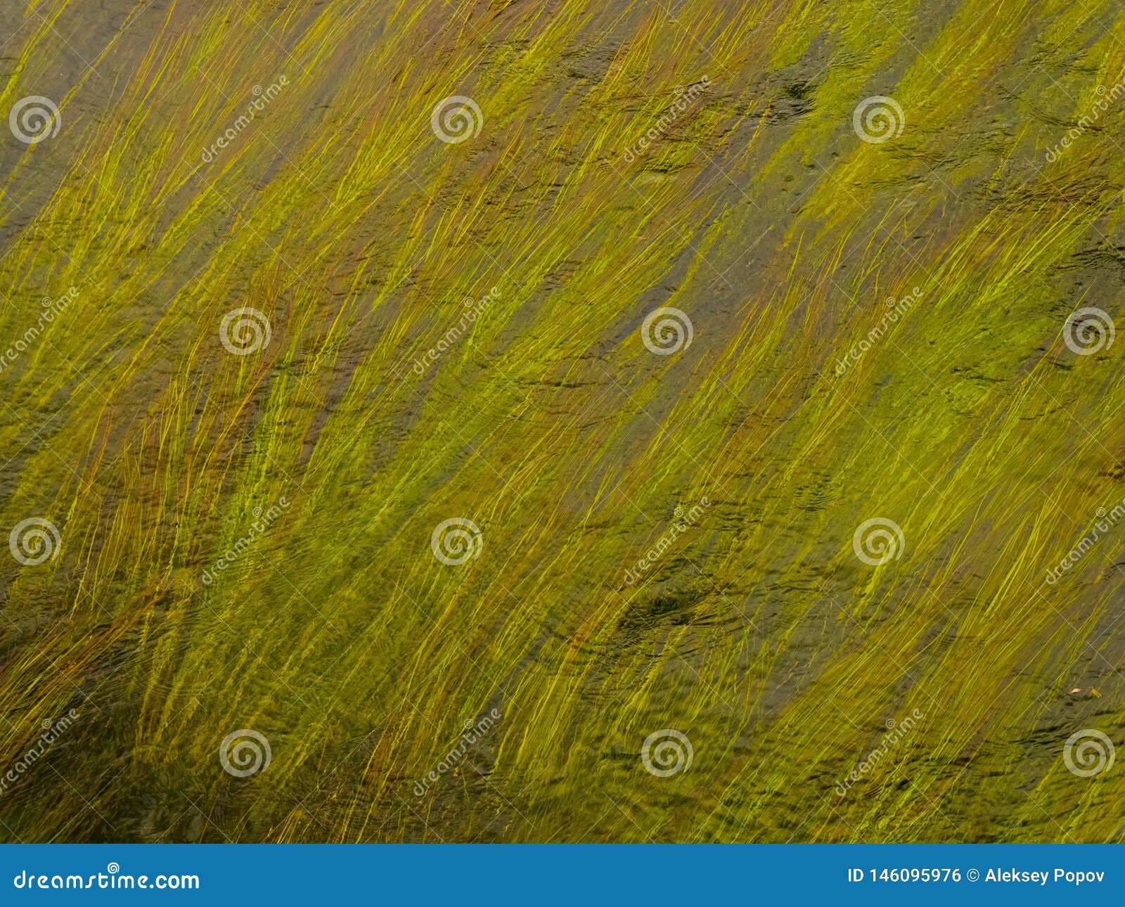 Long Green Algae in the River. Stock Photo - Image of grass, color ...