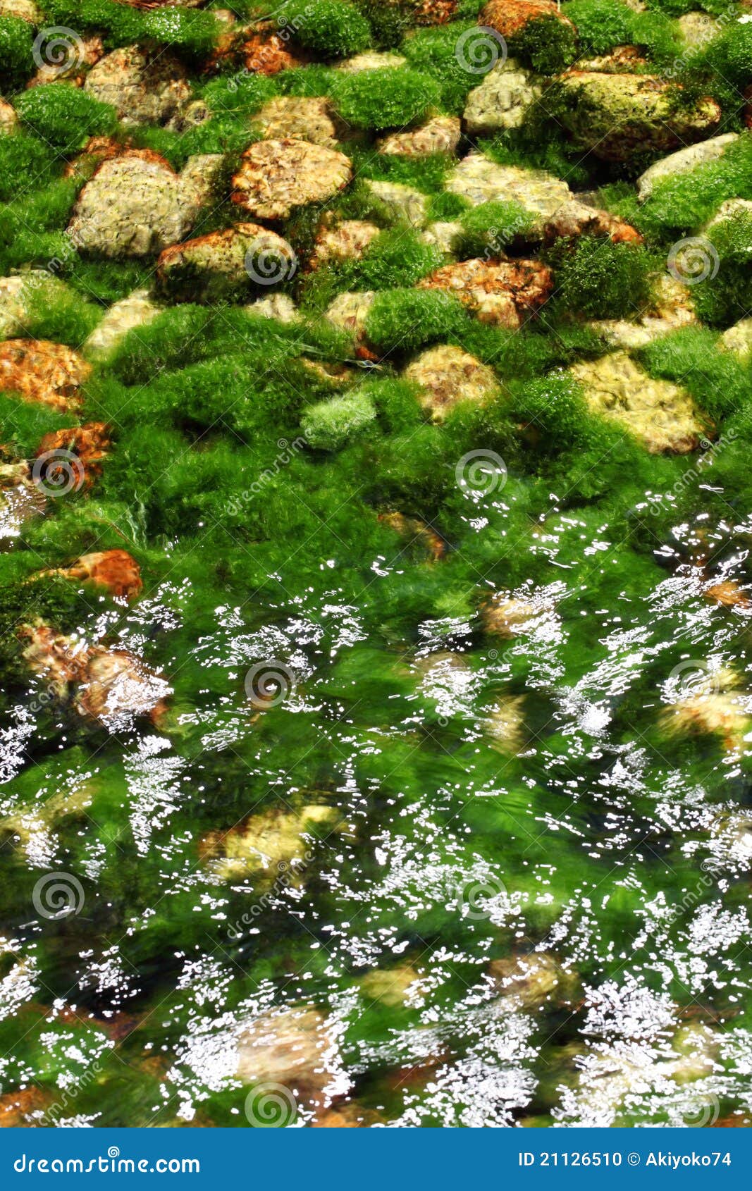 Algae in the river stock photo. Image of ecosystem, flow - 21126510