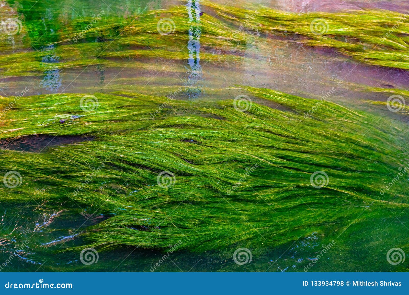 Algae in River Dyle in Leuven, Belgium Stock Photo - Image of brabant ...