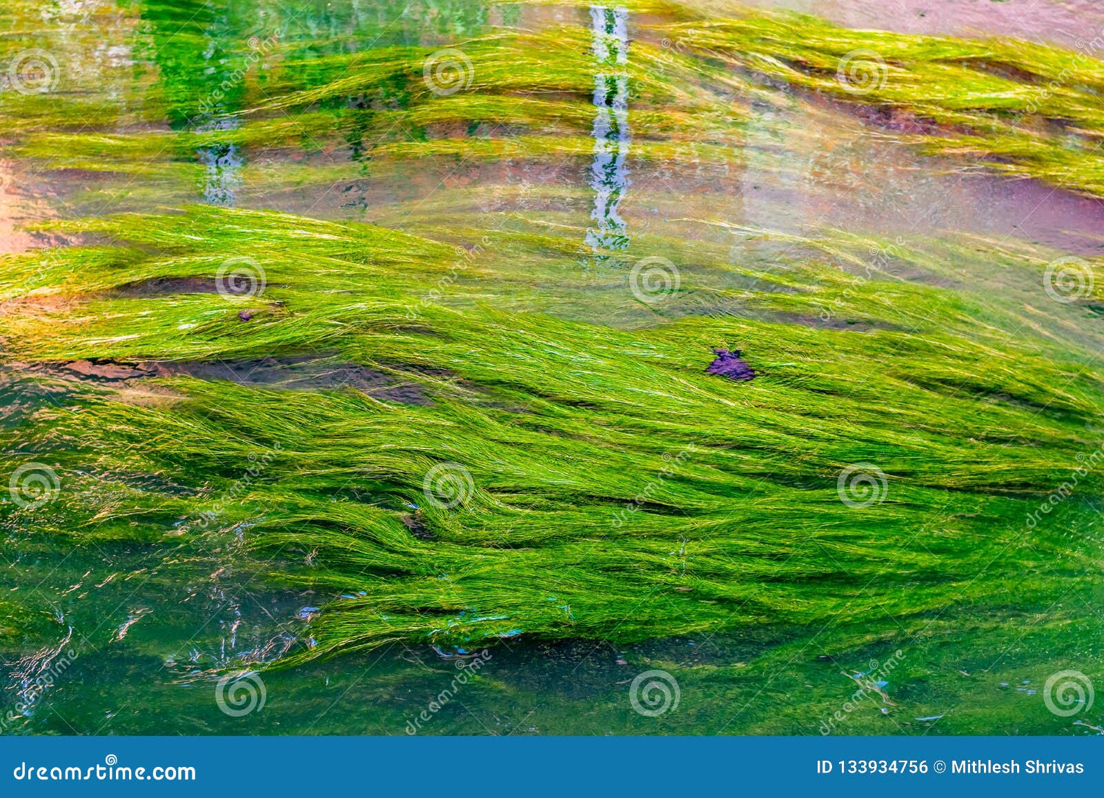 Algae in River Dyle in Leuven, Belgium Stock Photo - Image of algae ...