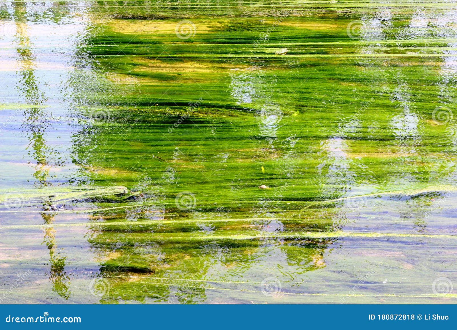 Algae in River and Reflection of Trees Stock Photo - Image of fungus ...