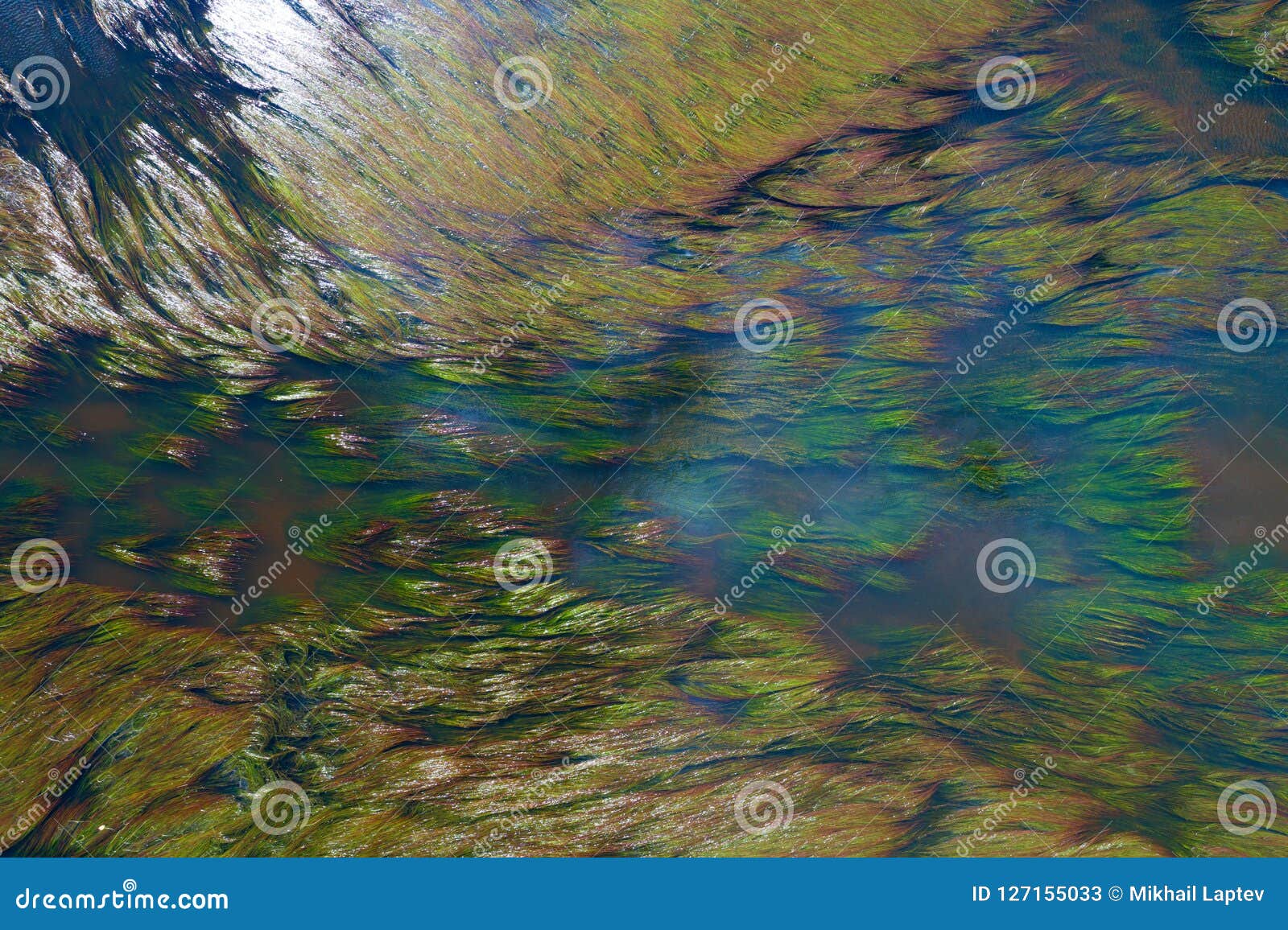 Algae in the river stream stock image. Image of natural - 127155033