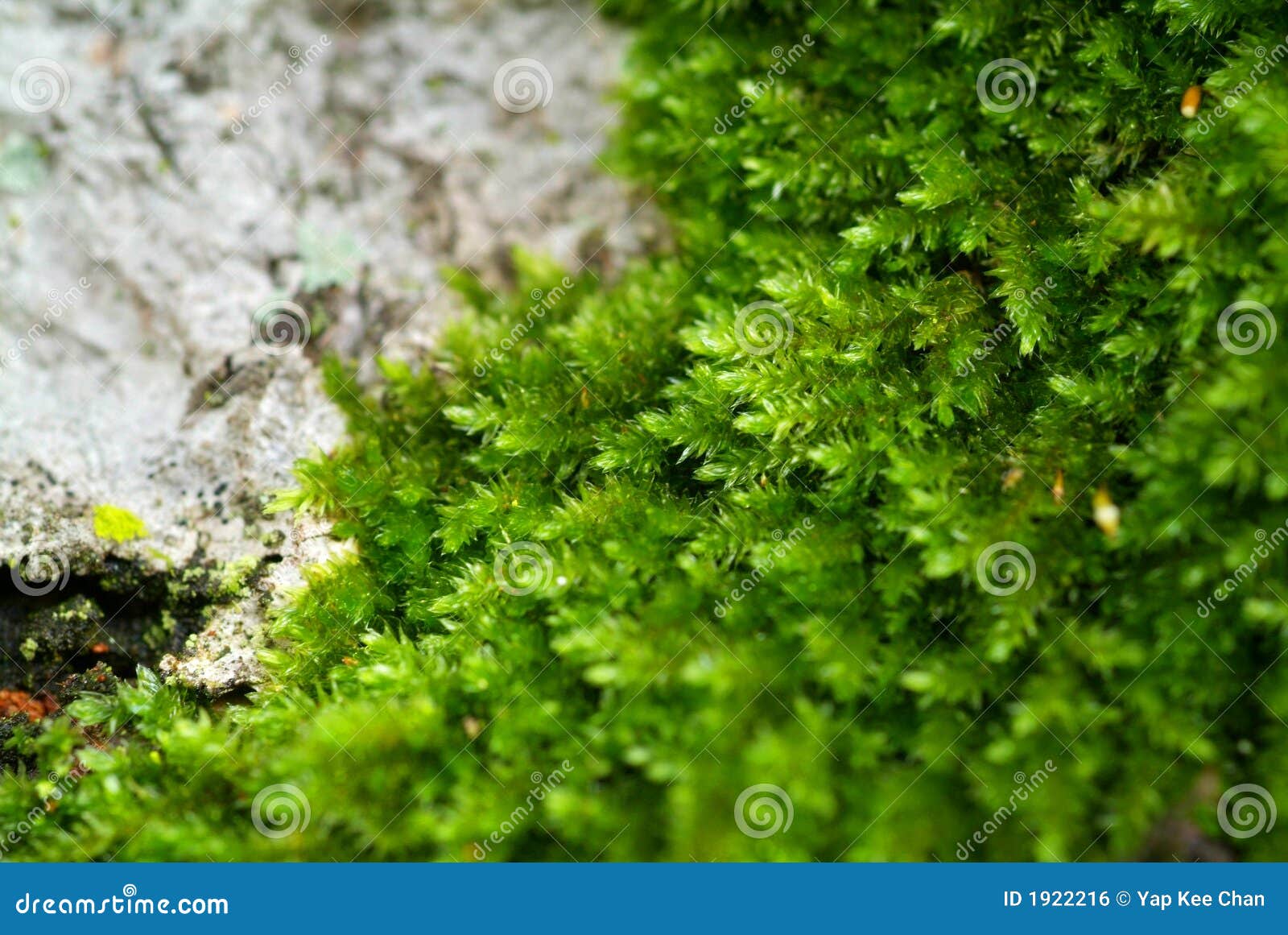 Algae on rock stock photo. Image of plant, abstract, sharp - 1922216