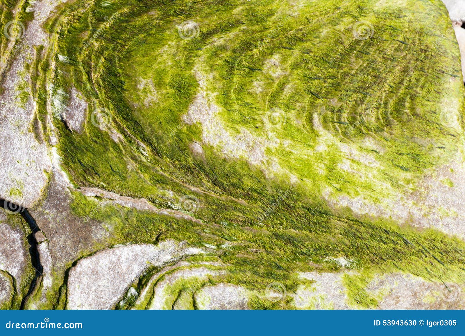 Algae on the rock stock photo. Image of growth, pattern - 53943630