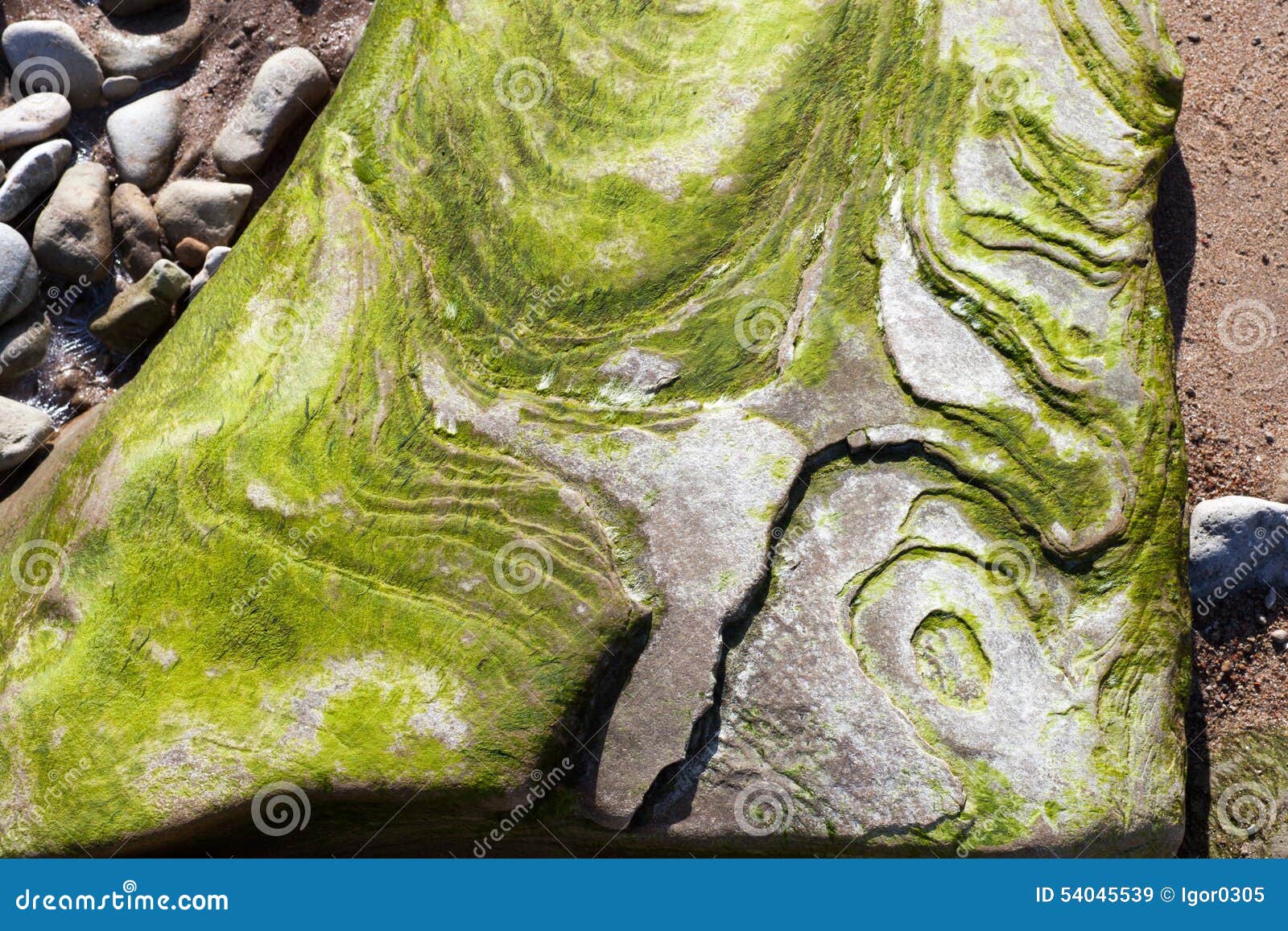 Algae on the rock stock image. Image of ocean, pond, green - 54045539