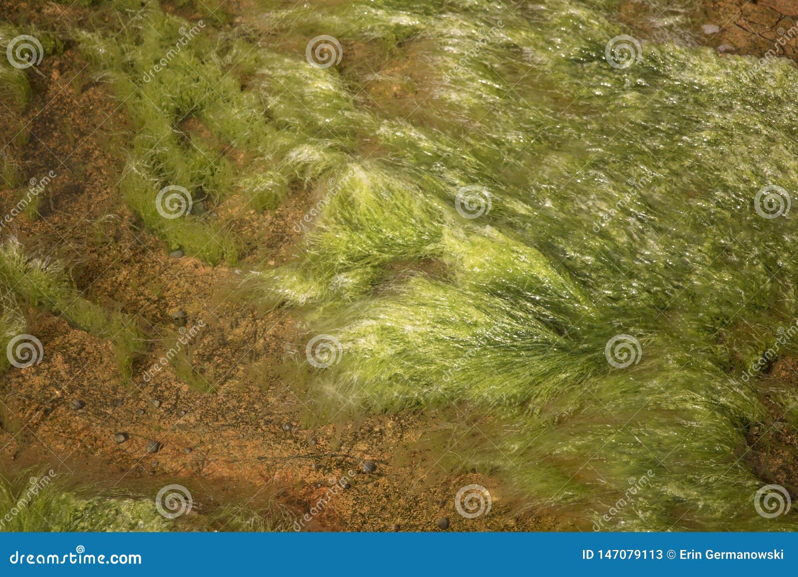 Algae on a Rock Texture stock image. Image of texturengreen - 147079113