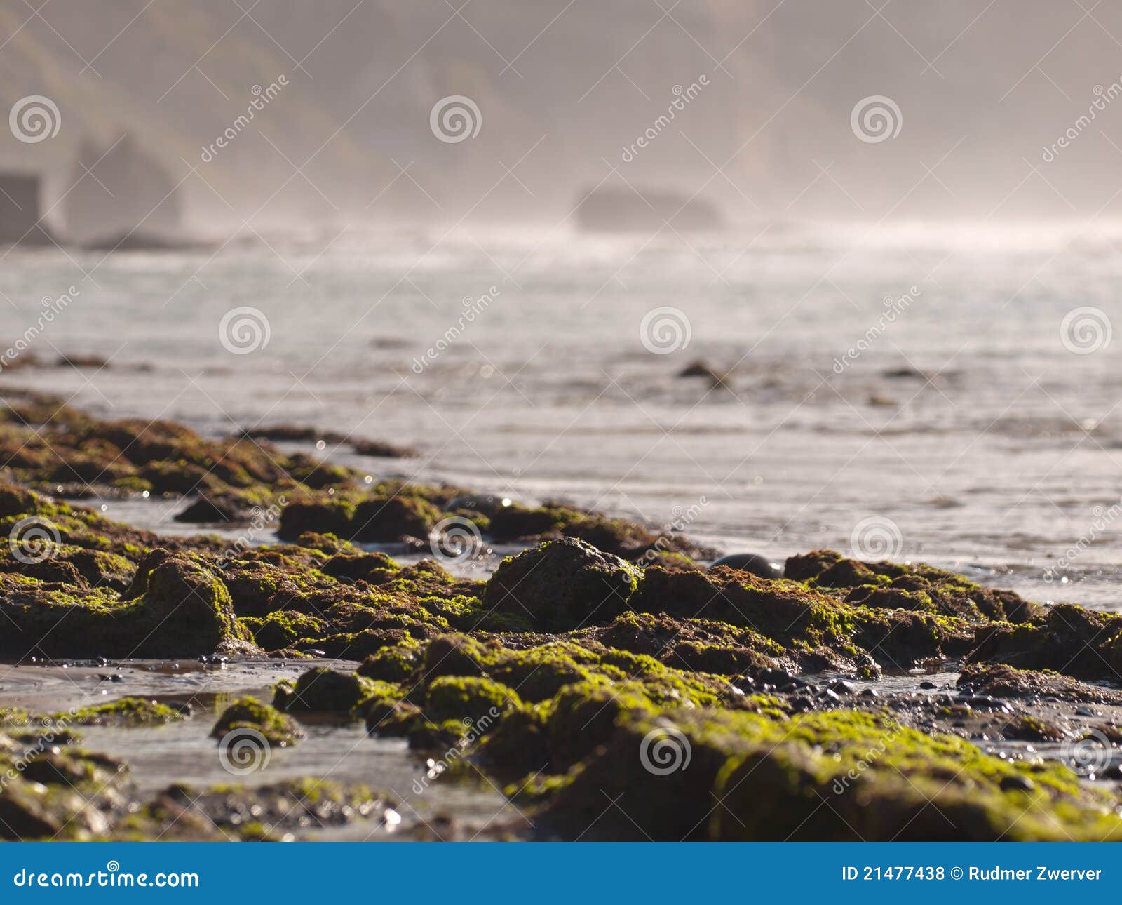 Algae rocks on the beach stock photo. Image of green - 21477438