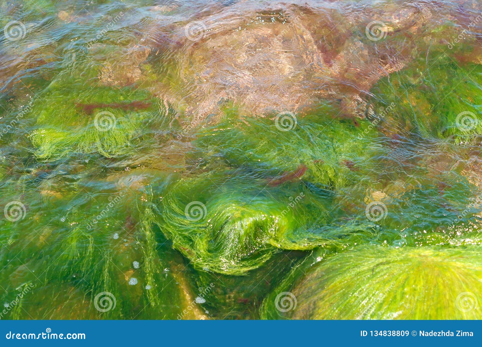 Algae on the Rocks in a Clear Pond Stock Image - Image of algae, river ...